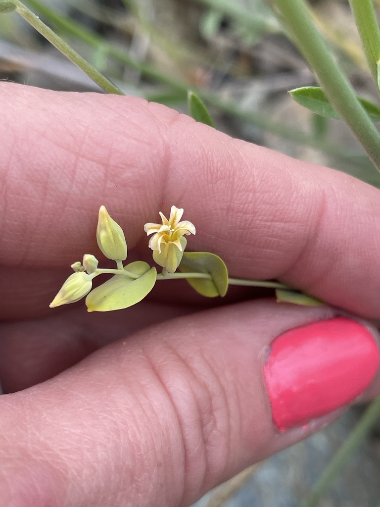 Mountain Jewelflower from Bechelli Ln, Redding, CA, US on May 1, 2023 ...