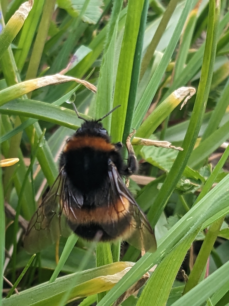 Buff-tailed Bumble Bee from Oxwich, Swansea SA3 1LU, UK on May 01, 2023 ...