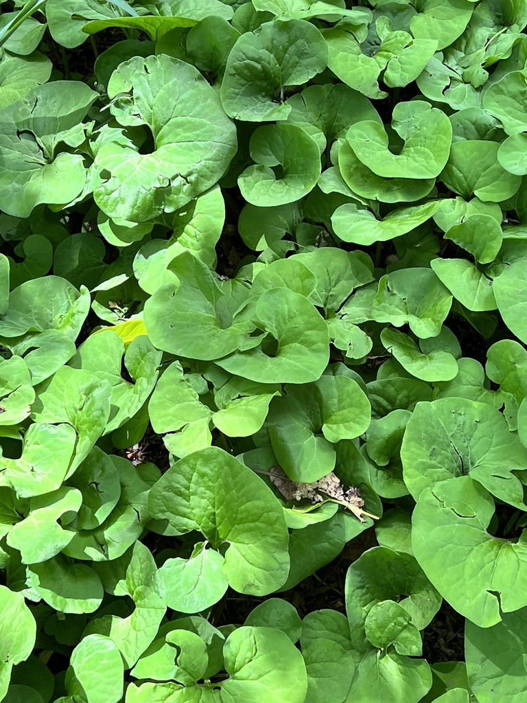 Canadian wild ginger from Missouri Botanical Garden, St. Louis, MO, US ...