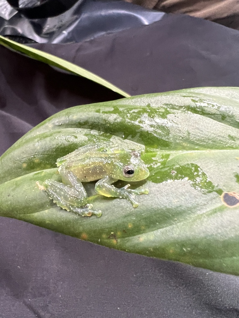 Ecuadorian Blue Glass Frog in April 2023 by Ryan L. Lynch · iNaturalist