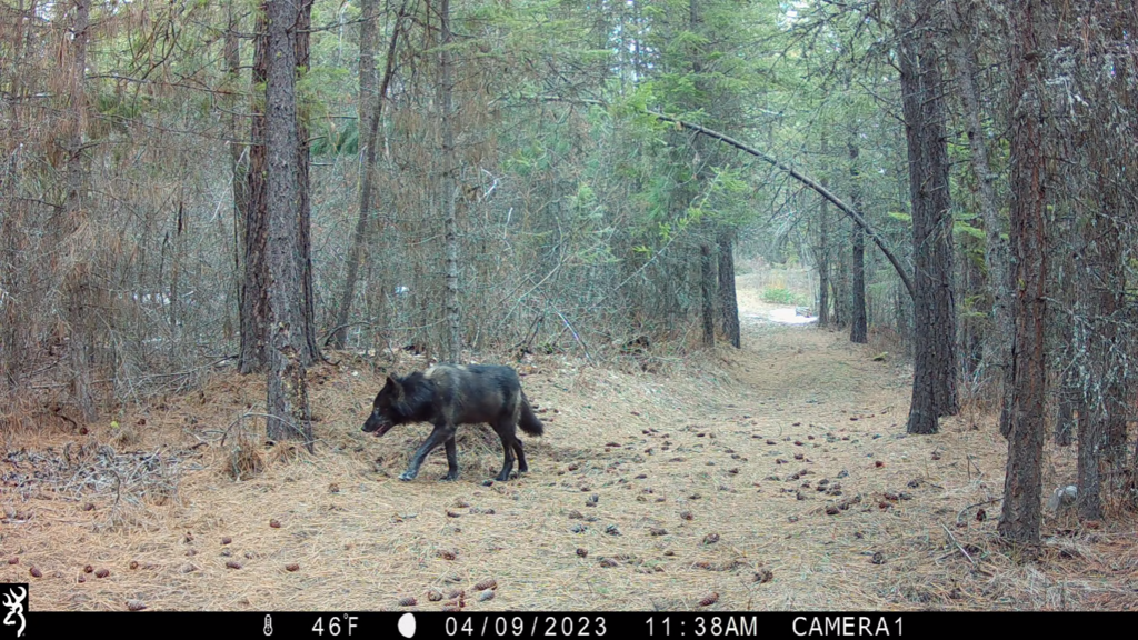 Gray Wolf in April 2023 by VE Shaw · iNaturalist