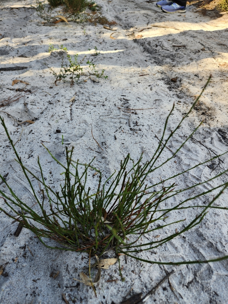 Broom Spurge from Carrum Downs VIC 3201, Australia on April 28, 2023 at ...