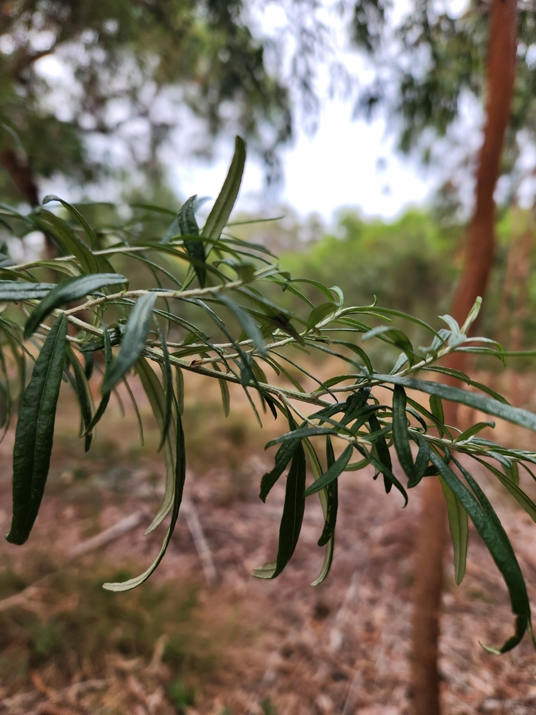 Tree Everlasting from Frankston North VIC 3200, Australia on May 01 ...