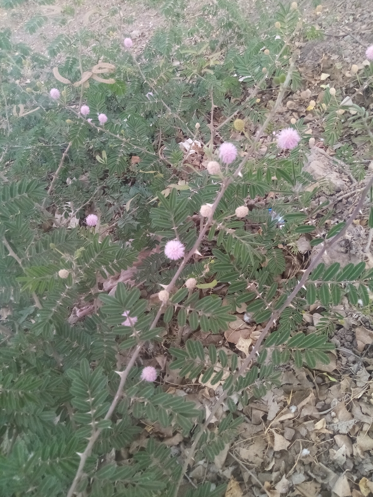Giant Sensitive Plant from Centro, 81000 Guasave, Sin., México on May 1 ...