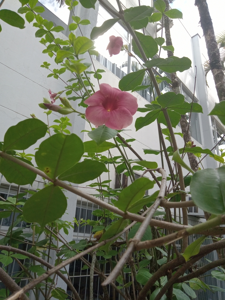 Purple Allamanda from Block-S - Itoupava Seca, Blumenau - SC, 89012 ...