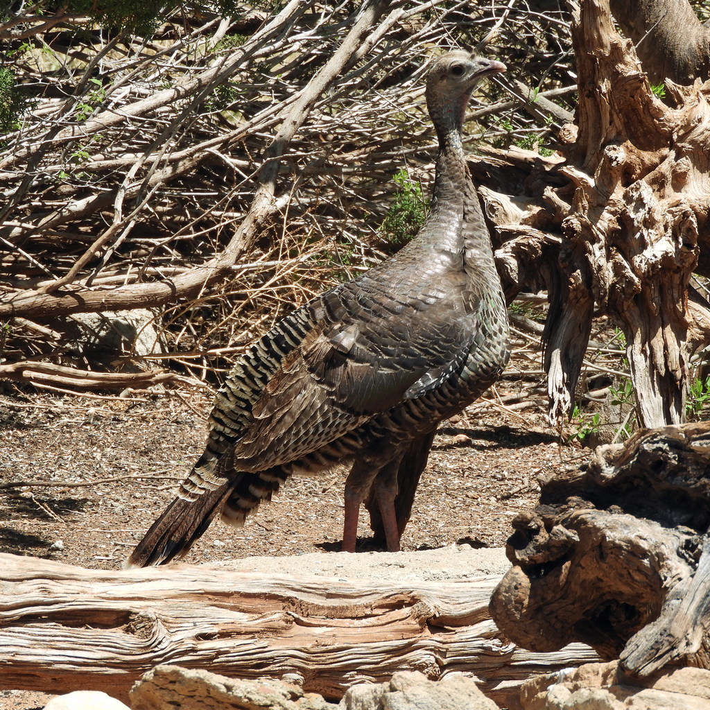 Wild Turkey from Randall County, TX, USA on April 29, 2023 at 12:03 PM ...