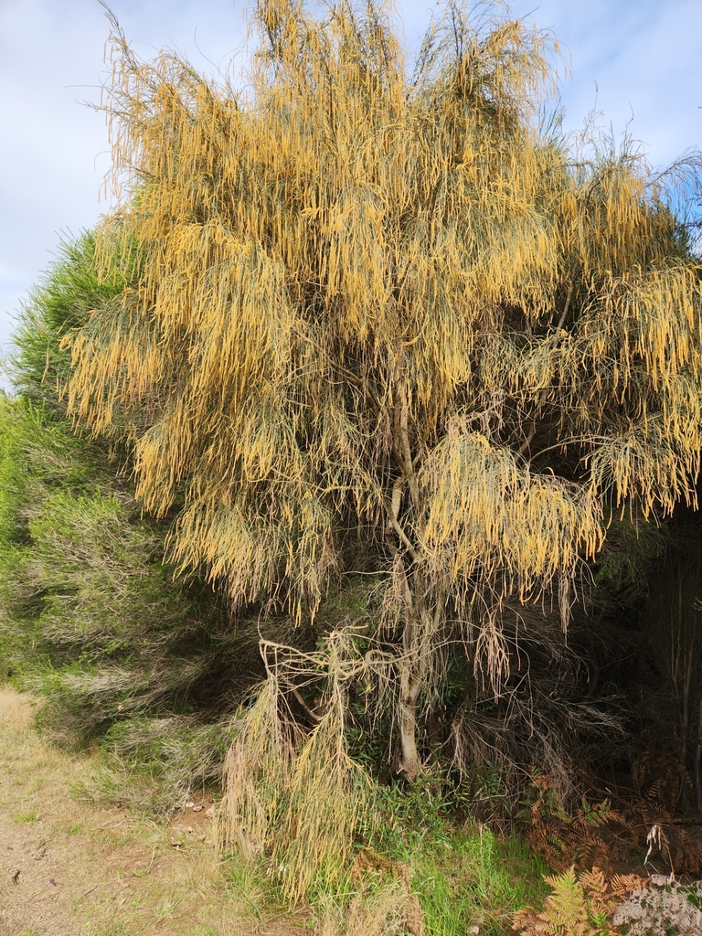 Drooping She-oak from Frankston North VIC 3200, Australia on May 02 ...