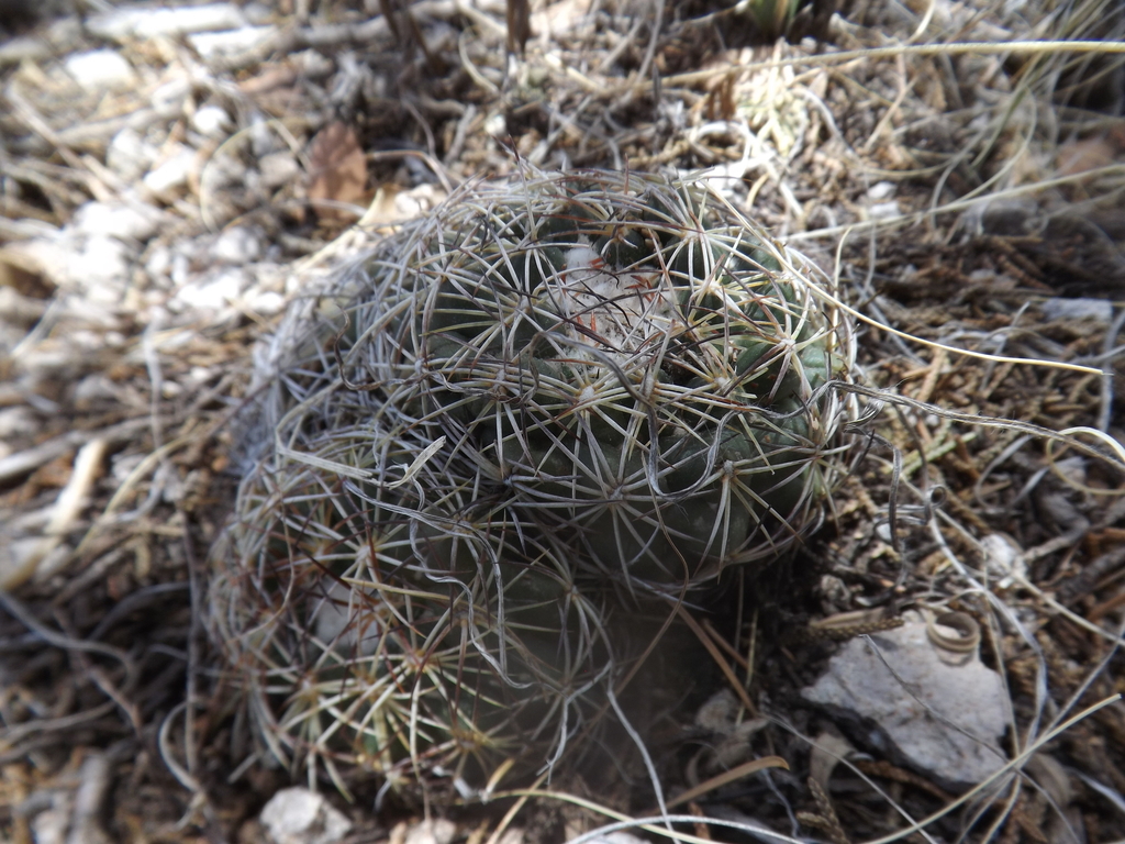 Coryphantha compacta from Chihuahua, Chih., México on April 30, 2023 at ...