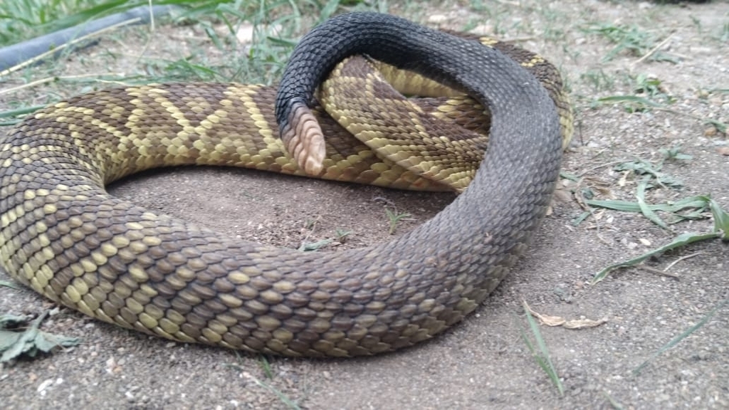 Mexican Black-tailed Rattlesnake from Jesús María on April 28, 2023 at ...
