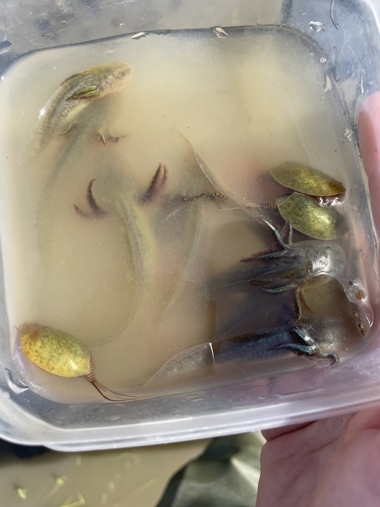 Vernal Pool Tadpole Shrimp in April 2023 by Aidona O Kakouros · iNaturalist