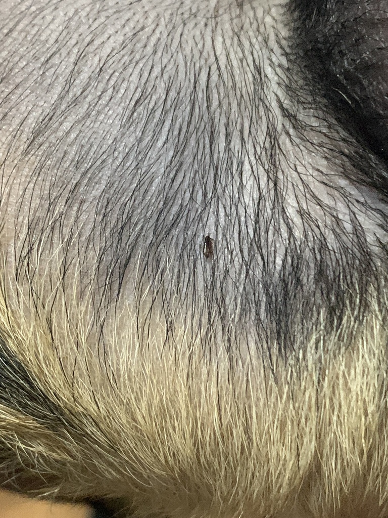 Pulga de gato desde Carrera 3A Norte, Bucaramanga, Santander, CO el 01 ...