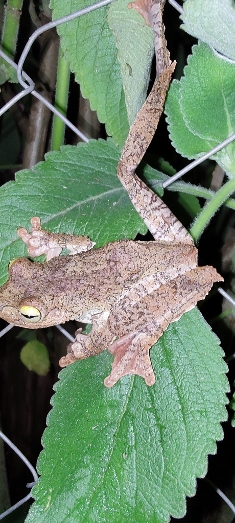 Leopard Tree Frog from Juiz de Fora on April 4, 2023 at 08:21 PM by ...