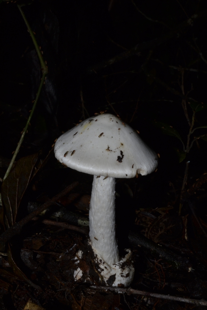 Amanita Sect. Phalloideae from Pereira, Risaralda, Colombia on April 30 ...