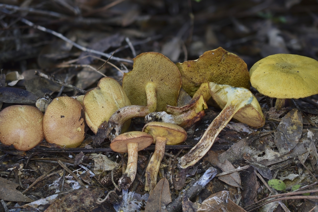 Suillus hirtellus from Volusia County, FL, USA on May 1, 2023 at 06:00 ...