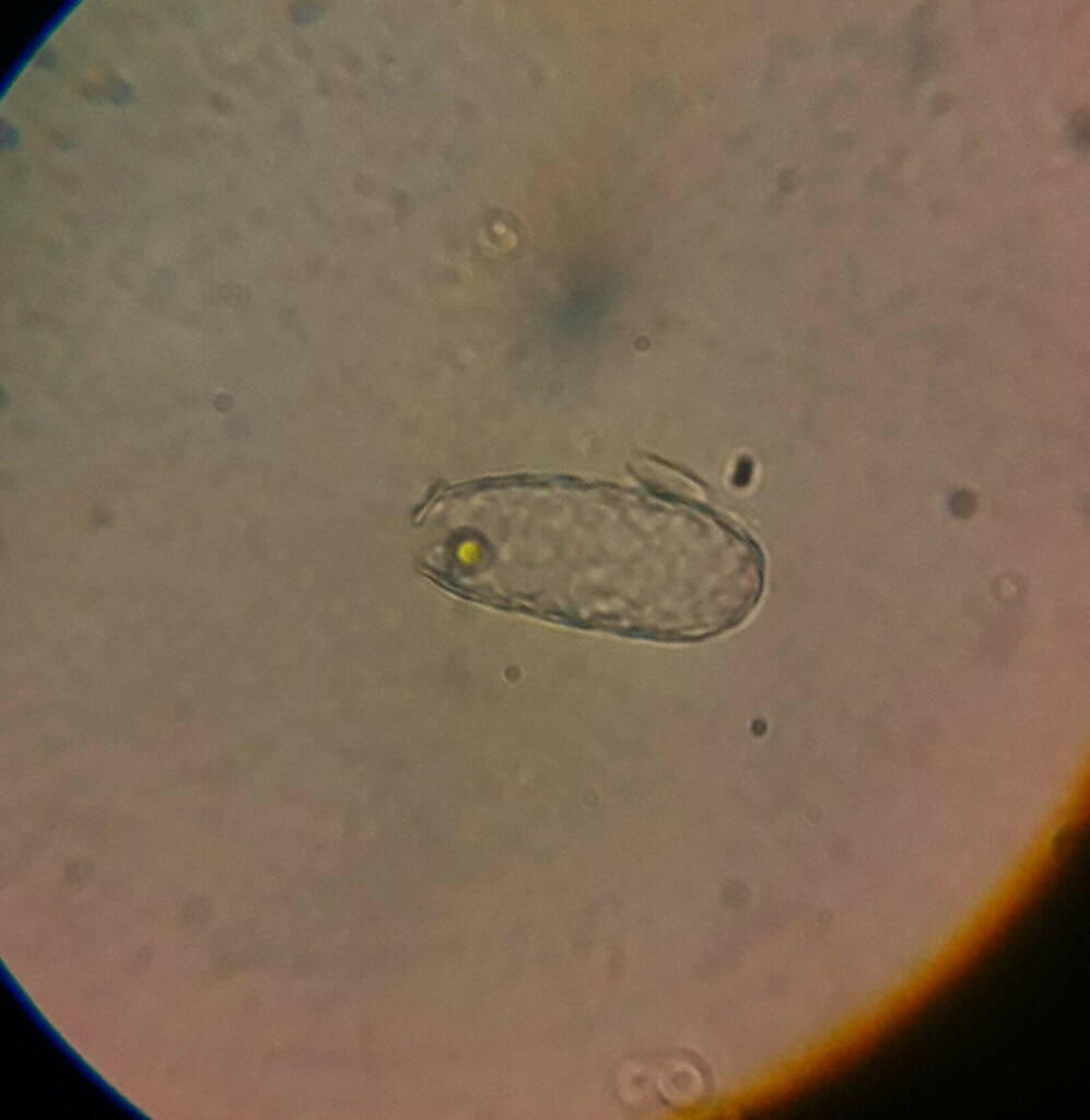 Euglypha from 55870 Acolman, State of Mexico, Mexico on May 1, 2023 at ...