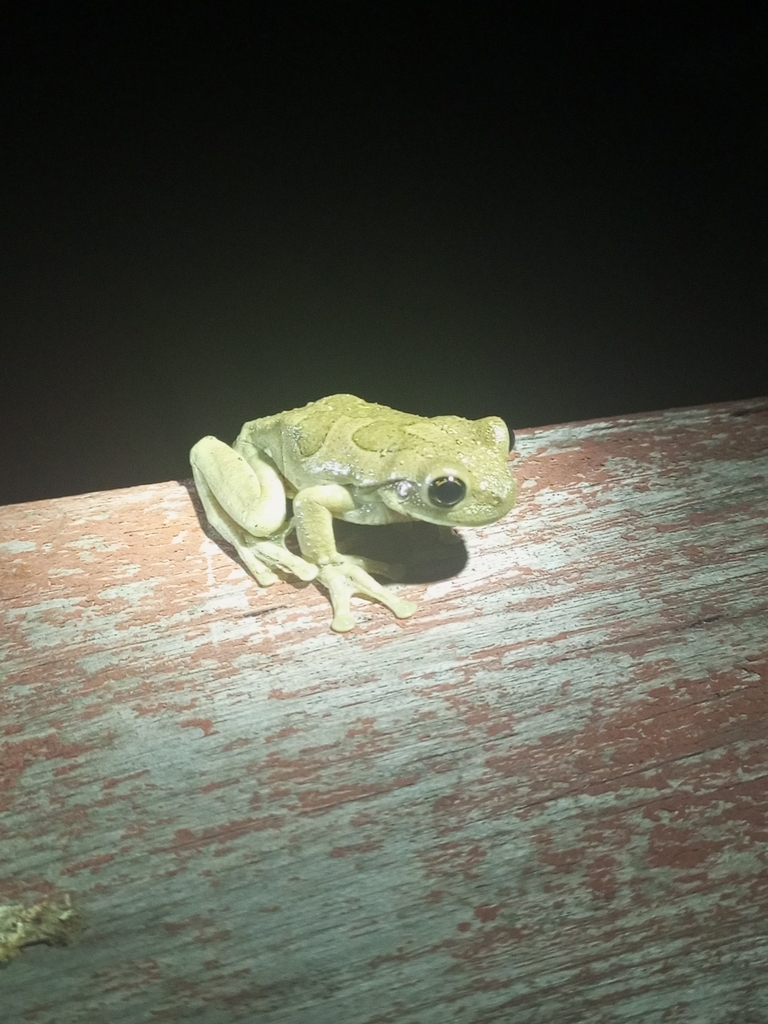 Chocoan milky frog from Ecuador on May 1, 2023 at 11:39 PM by Maria ...