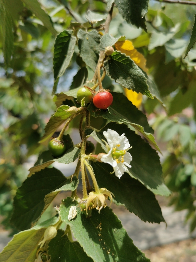 calabur tree from WX3G+Q3Q Piedras Ayarco Sur Park, Ayarco Sur, San ...