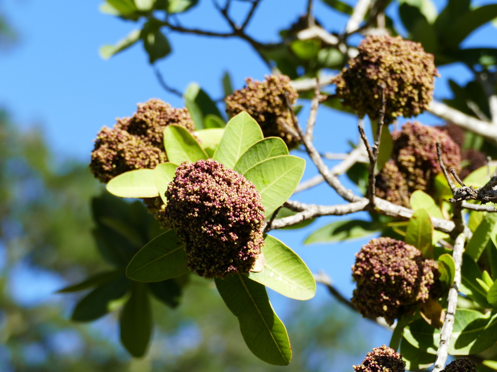 Common Waterberry from Durbanville, Cape Town, South Africa on May 1 ...