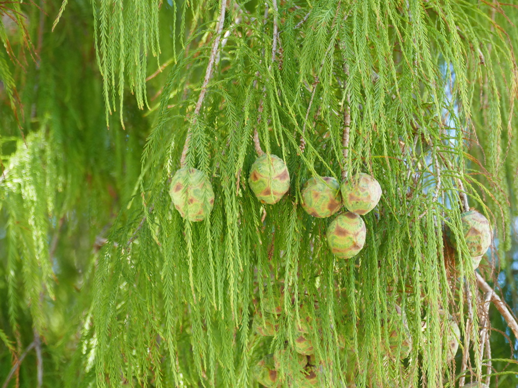 baldcypresses from Durbanville, Cape Town, South Africa on May 1, 2023 ...