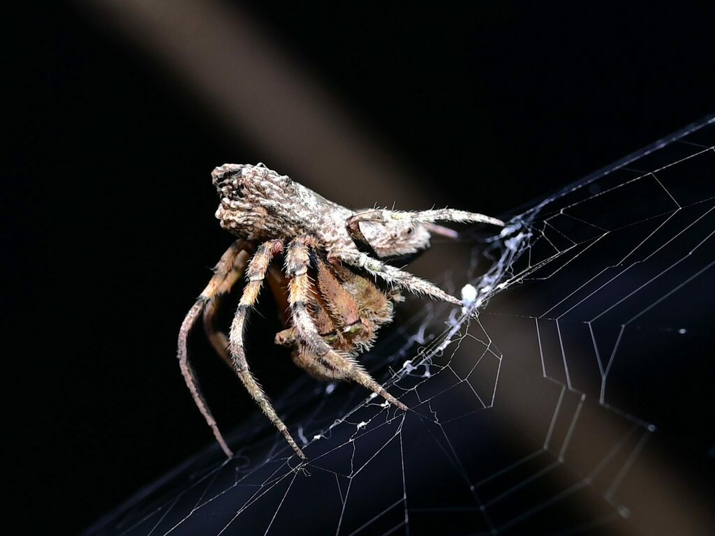 Twig Orb-web Spiders from 中国云南省西双版纳傣族自治州勐腊县 on May 1, 2023 at 09:38 PM ...
