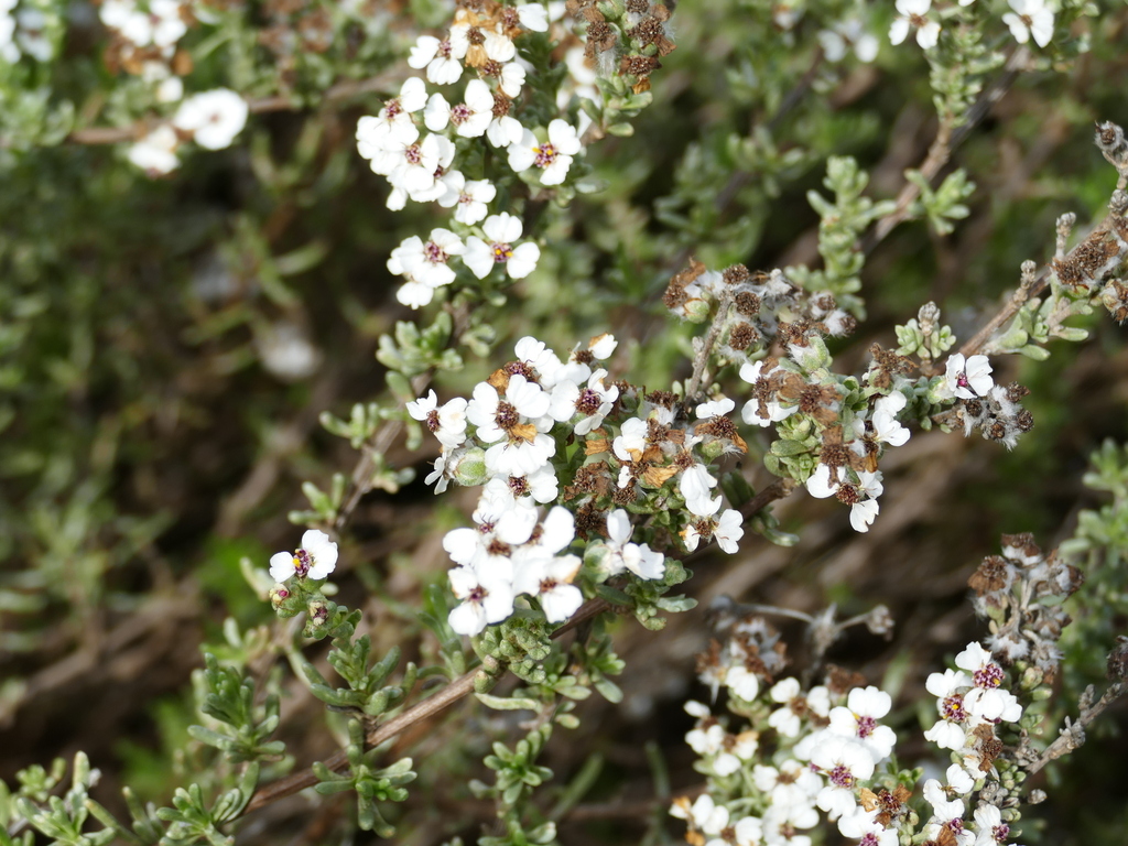 Cape Snow Bush from Durbanville, Cape Town, South Africa on May 1, 2023 ...