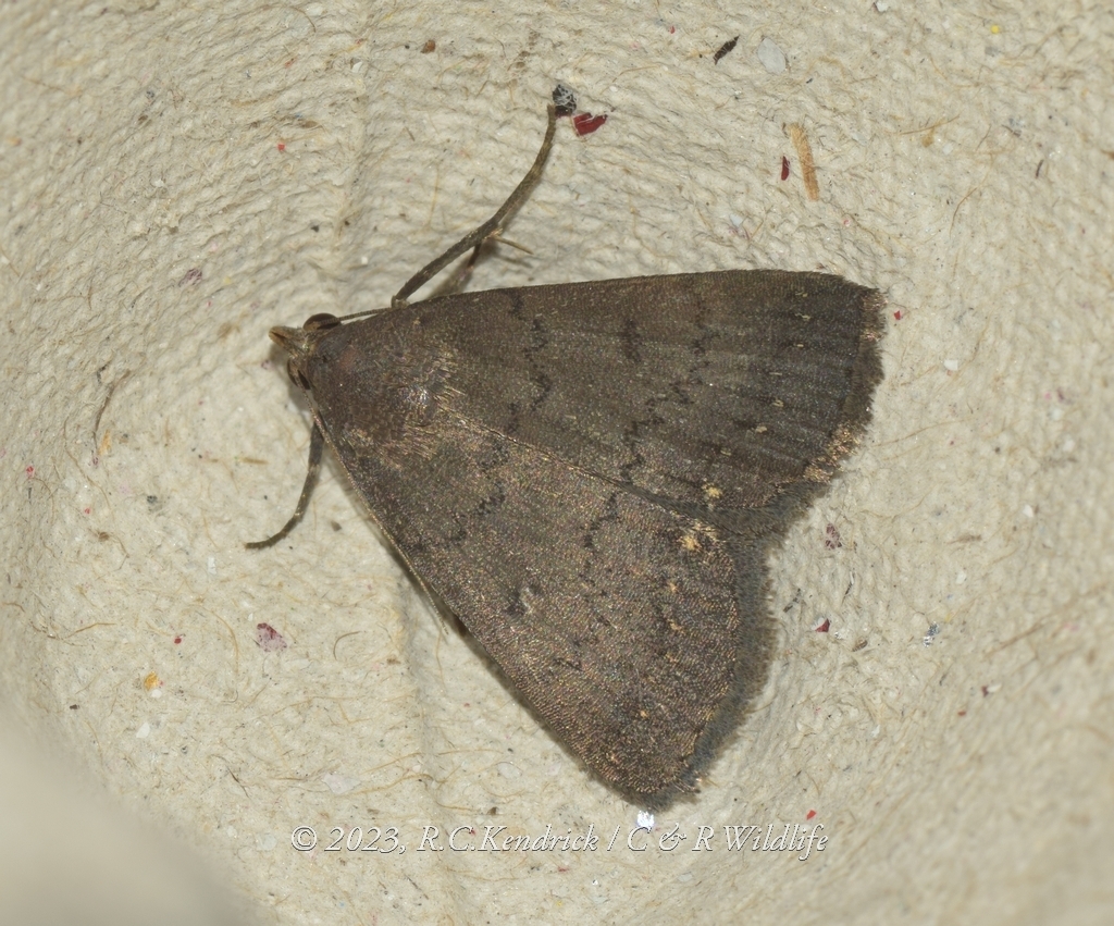 Nodaria externalis from Sham Tseng Settlement Basin, Hong Kong on April ...