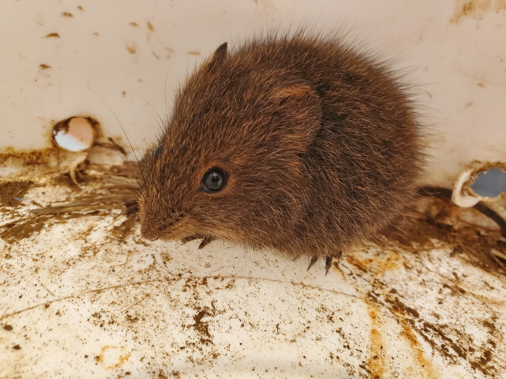Southern Vlei Rat from Grahamstown, Makhanda, 6139, South Africa on May ...