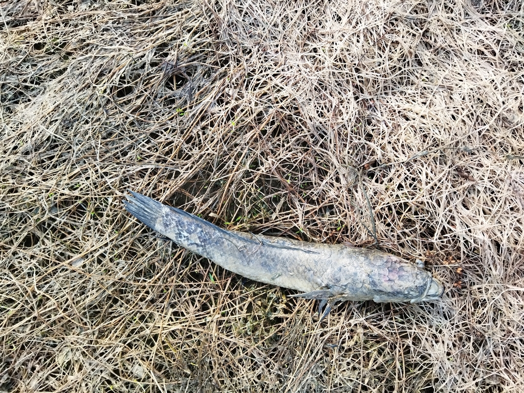 Ray-finned Fishes from WRWC+J28, Nanakmatta, Uttarakhand 262311, India ...