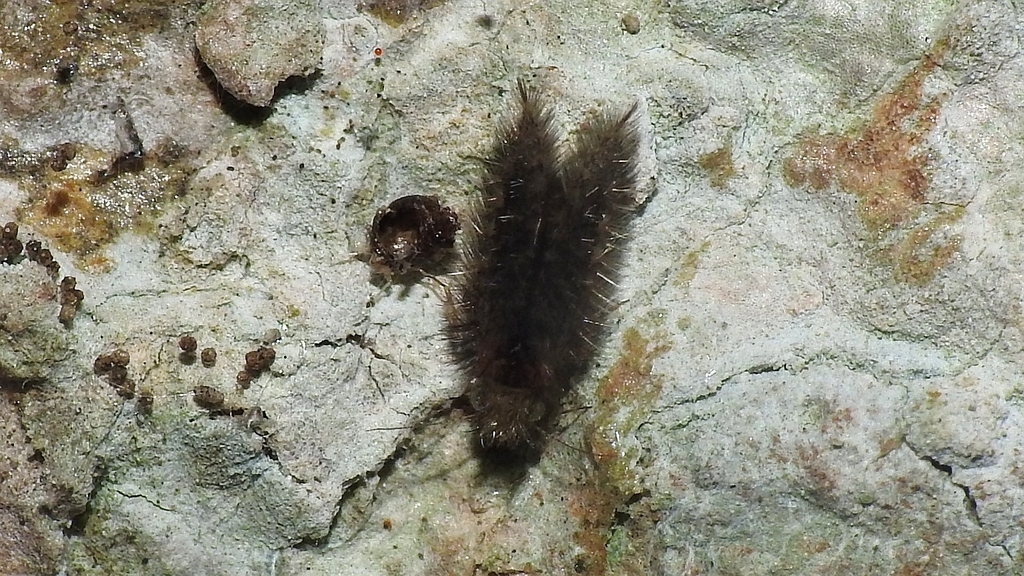 Scaly-winged Barklice from 大湖公園 on May 2, 2023 at 01:56 PM by aero bird ...