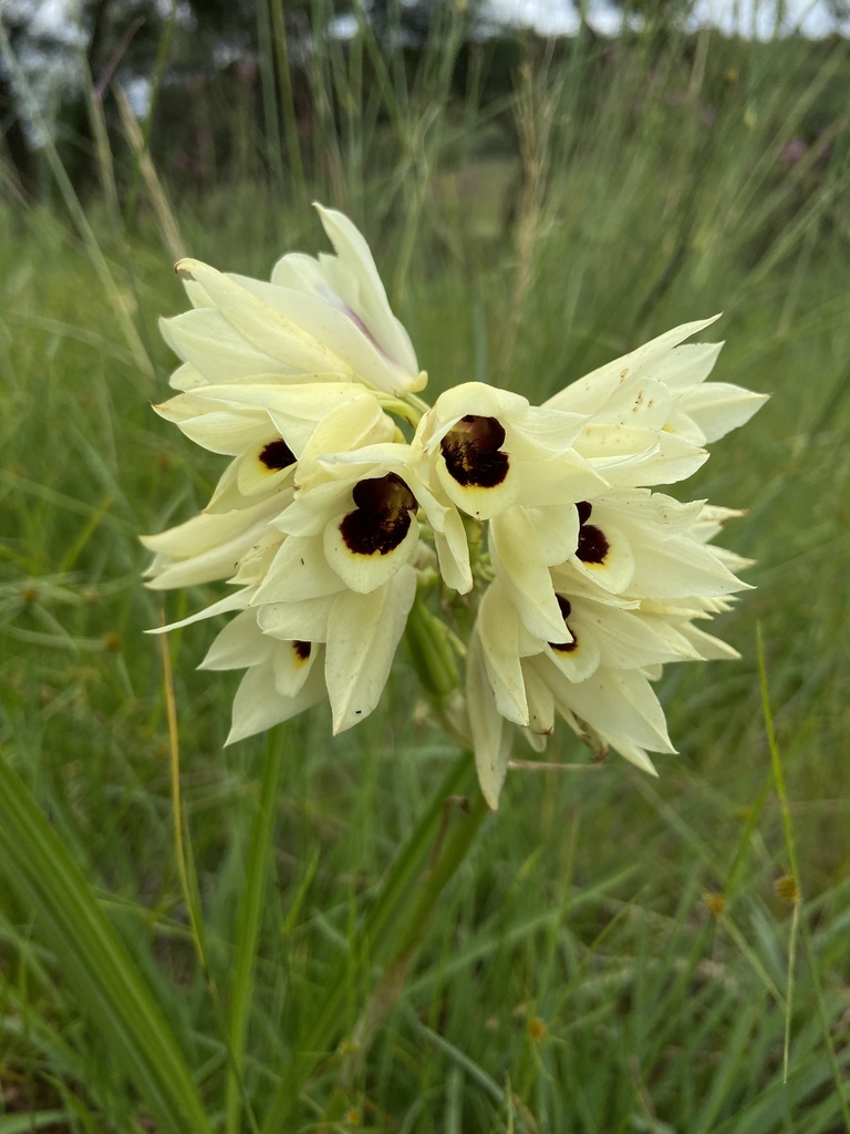 Banana Orchid in January 2023 by Carel Fourie · iNaturalist