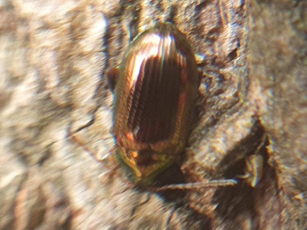 Common Sun Beetle from Aztec West on 01 May, 2023 at 09:55 AM by Sean ...