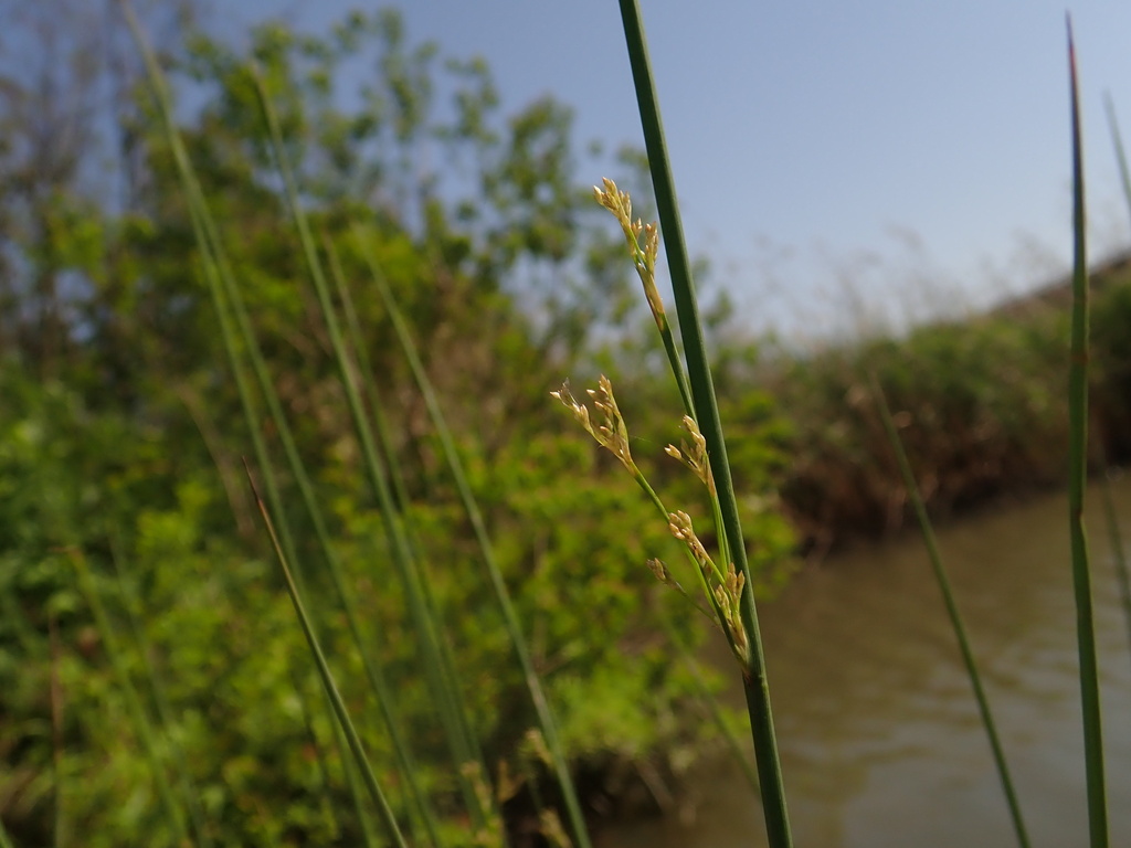 Juncus polyanthemus from 生江3丁目, 大阪市旭区, 大阪府, JP on May 1, 2023 at 02:43 ...