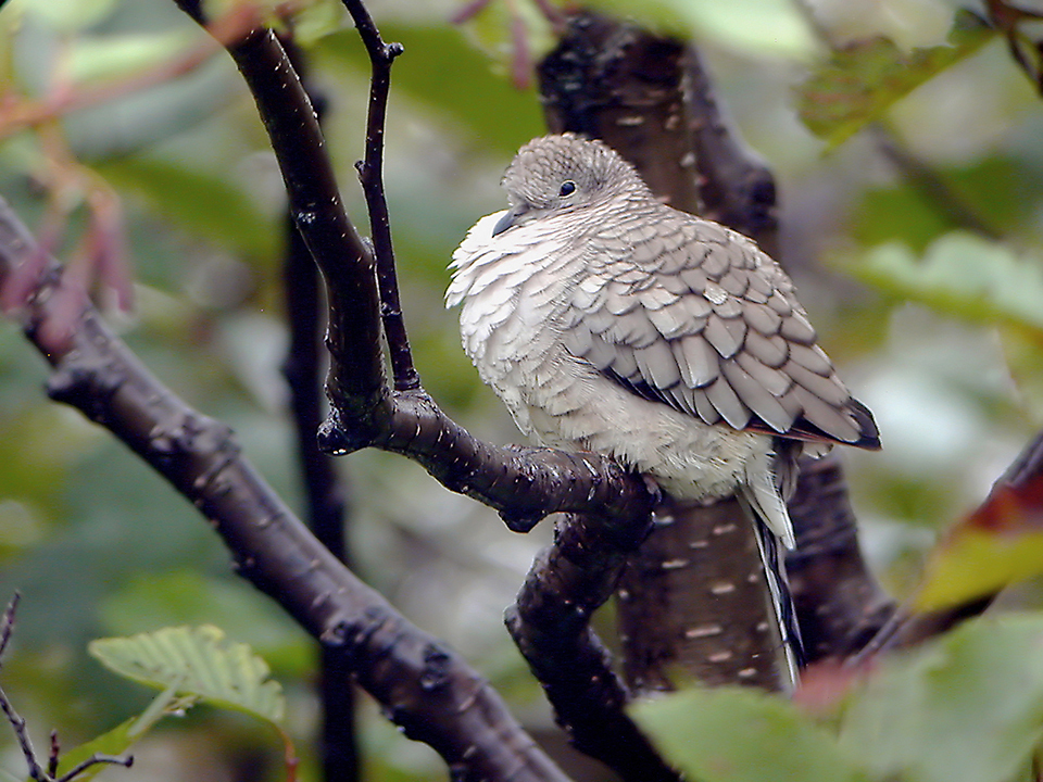 Inca Dove from Chippewa County, MI, USA on October 9, 2004 by Chris M ...