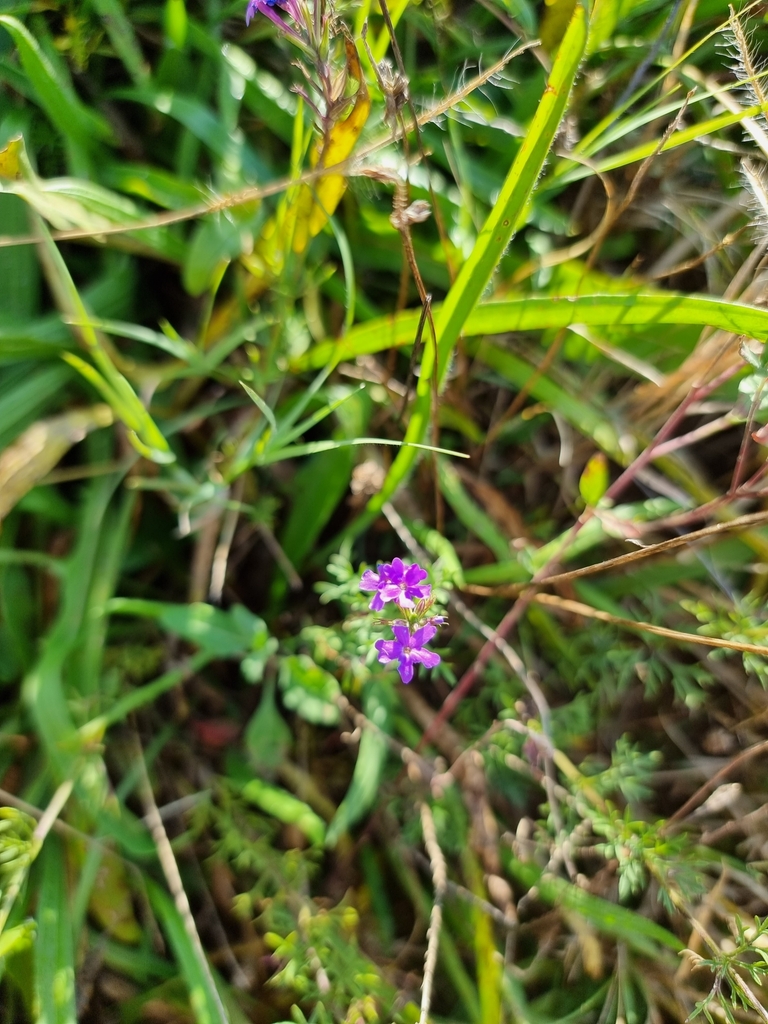 South American mock vervain from JB Marks Local Municipality, South ...
