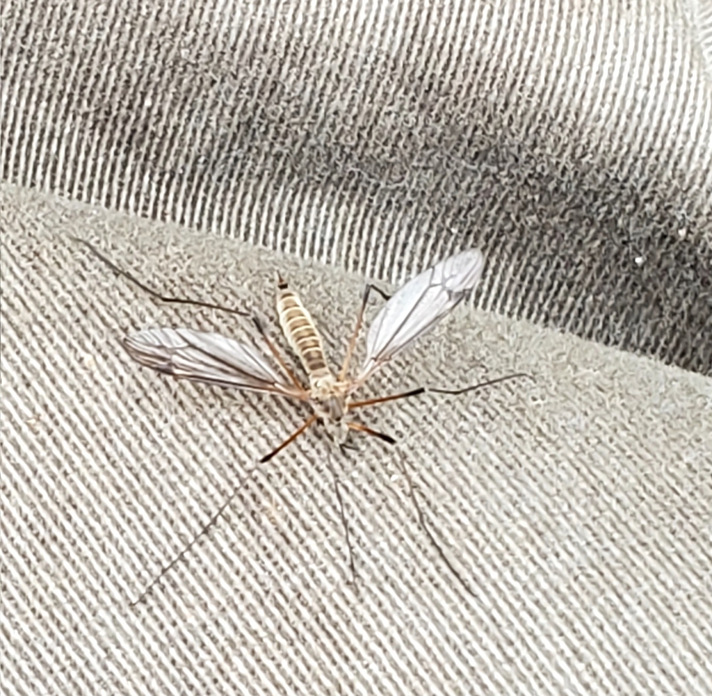 Yamatotipula from Kent, OH, USA on May 2, 2023 at 09:10 AM by Daniel ...