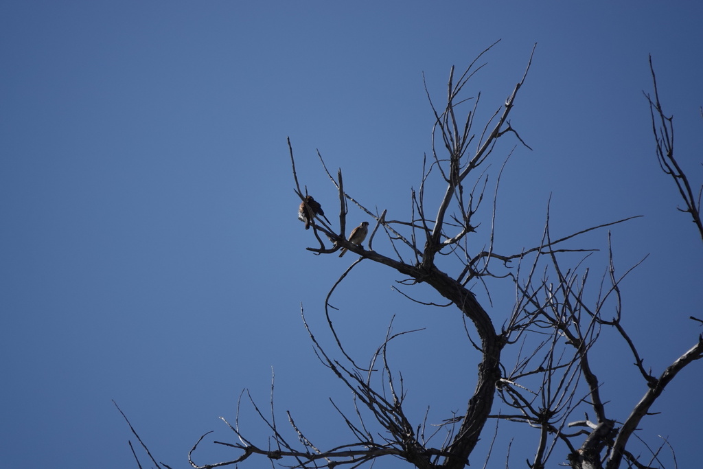 American Kestrel from Denver Audubon Nature Center on April 30, 2023 at ...