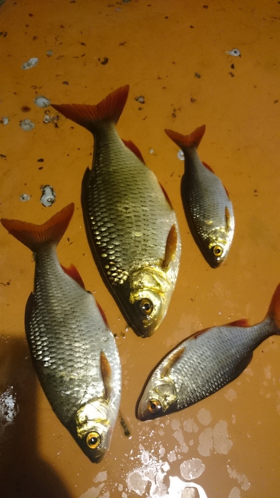 Rudd from Kėdainių, LT-KS, LT on April 21, 2018 at 09:06 PM by ...