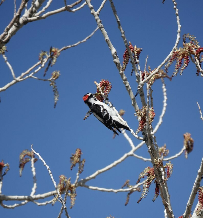 Downy Woodpecker from Denver Audubon Nature Center on April 30, 2023 at ...
