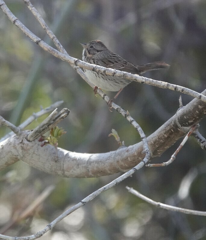 Song Sparrow from Denver Audubon Nature Center on April 30, 2023 at 08: ...
