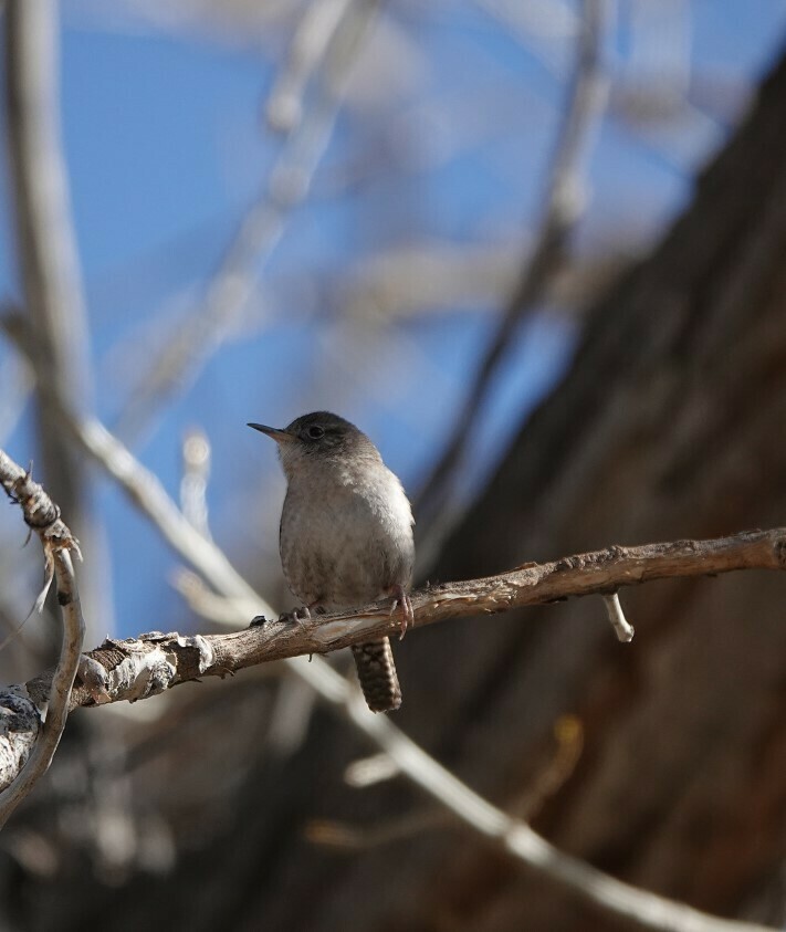 House Wren from Denver Audubon Nature Center on April 30, 2023 at 08:55 ...