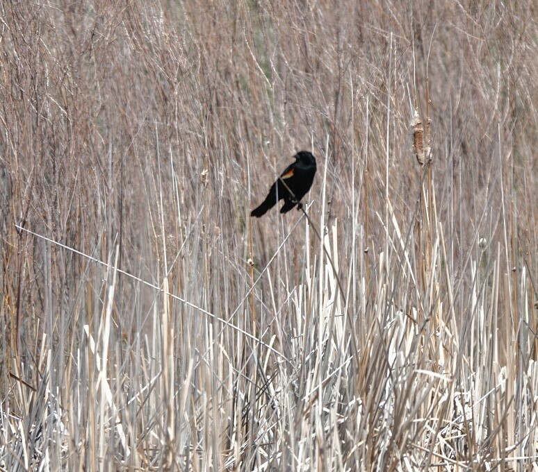 Red-winged Blackbird from Denver Audubon Nature Center on April 30 ...