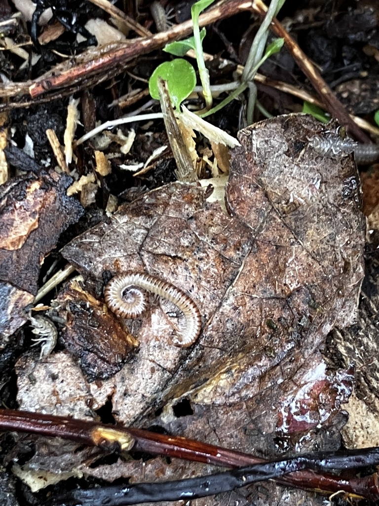 Eugnatha from Northwest Philadelphia, Philadelphia, PA, USA on April 30 ...