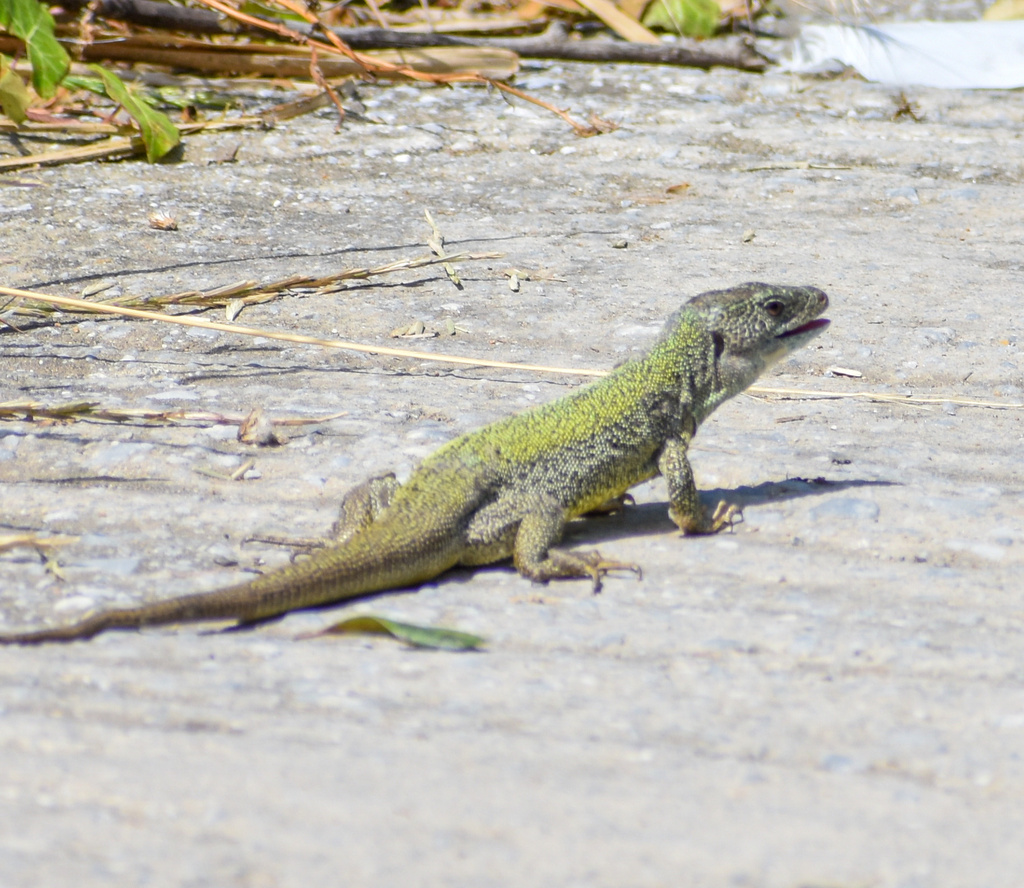 Cycladic Green lizard from Naxos, Naxou & Mikron Kykladon, South Aegean ...