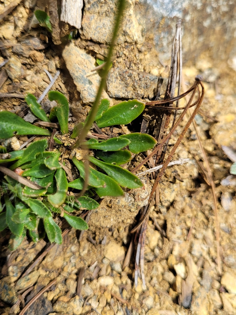 Waldo Rockcress from Josephine County, OR, USA on April 30, 2023 at 10: ...