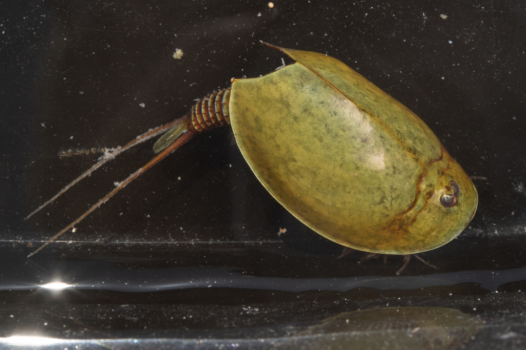 Vernal Pool Tadpole Shrimp in April 2023 by ivanparr · iNaturalist
