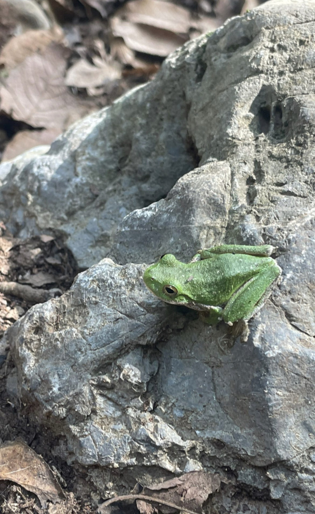 Small-eared Tree Frog from Calle Tapia, Montemorelos, Nuevo León, MX on May 02, 2023 at 09:47 AM ...