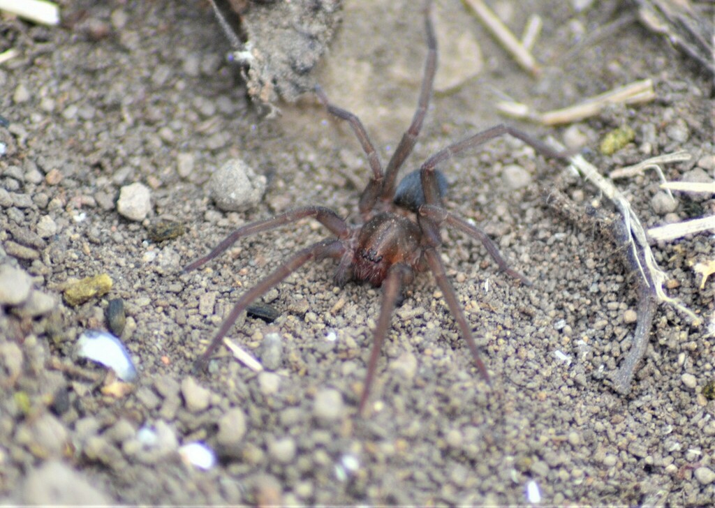 Zorocrates fuscus from Parque Nacional Cerro de la Estrella, Ciudad de ...