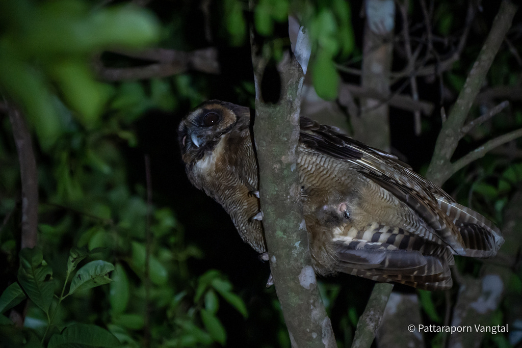 Brown Wood-Owl from Si Phang-nga National Park, Khura Buri, Phang Nga, TH on May 2, 2023 at 07: ...