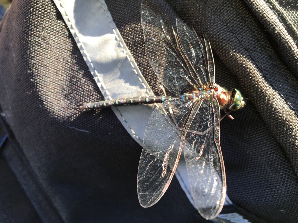 Shadow Darner from North Carolina State University, Raleigh, NC, US on ...