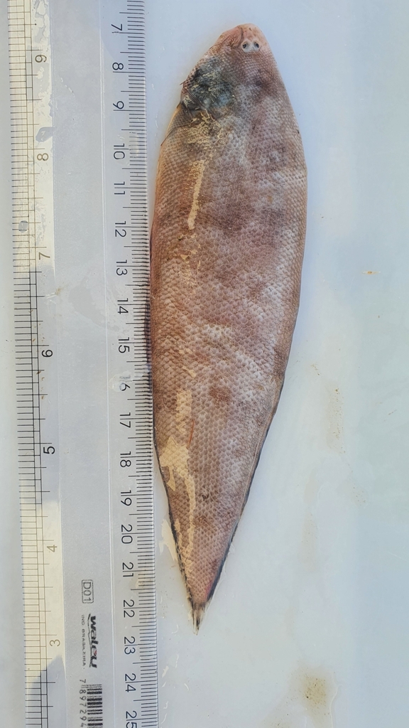 Symphurus tessellatus from Navegantes on May 1, 2023 at 04:35 PM by ...